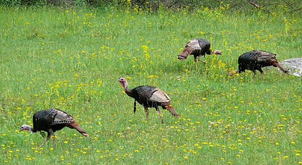 Spring Turkey - Leading - Investing - Living