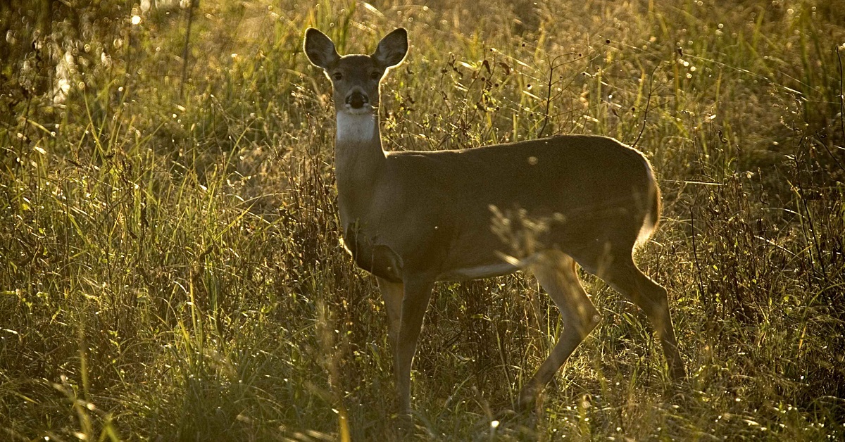 A Long Dry Spell - Leading - Investing - Living