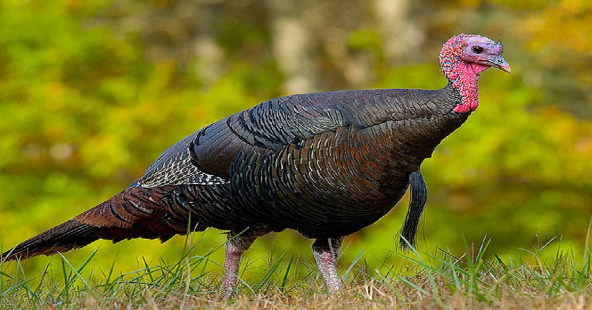 Turkey Hunting - Leading - Investing - Living
